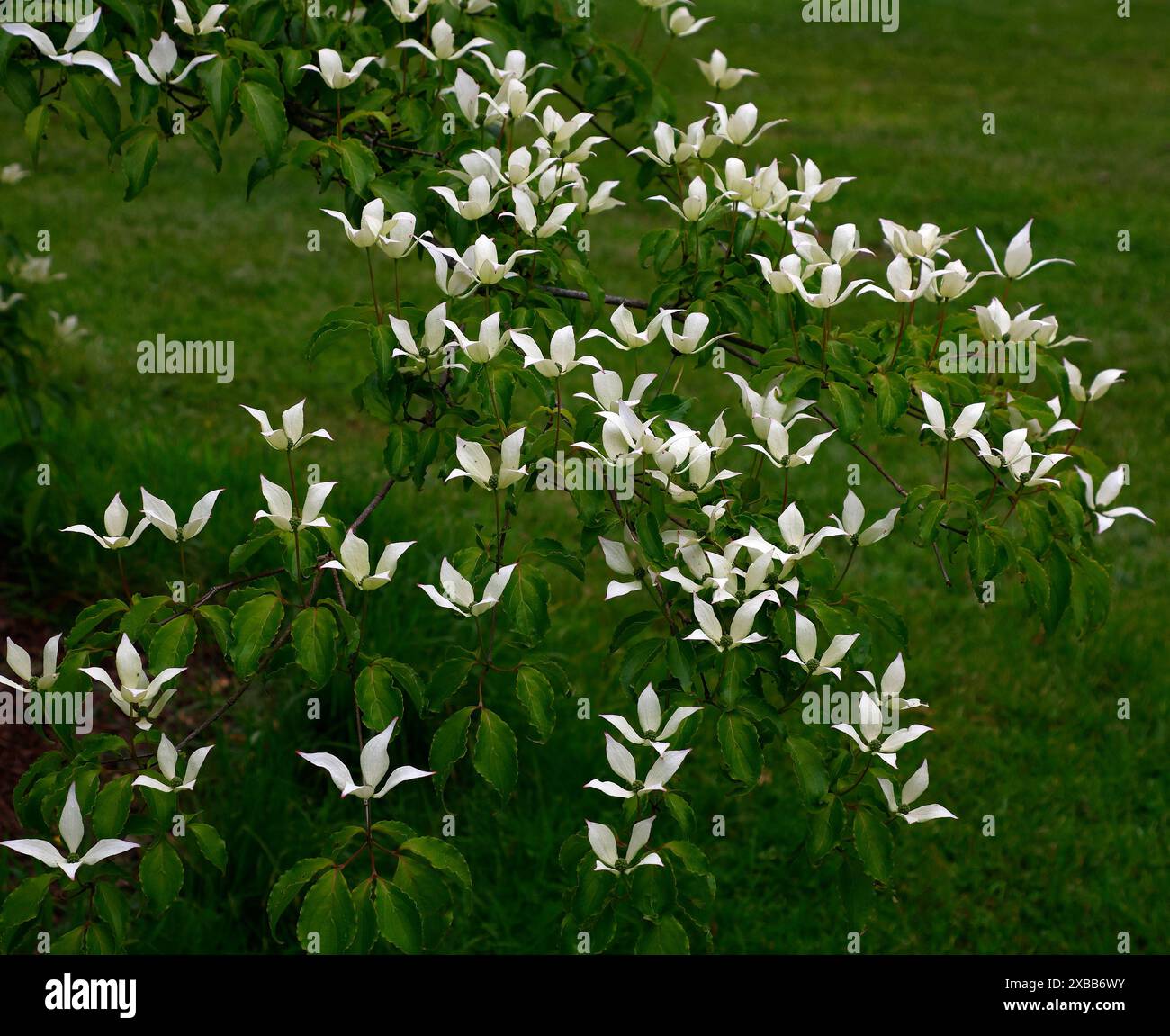 Closeup of the small white flowers of the early summer flowering perennial small dog wood tree ...