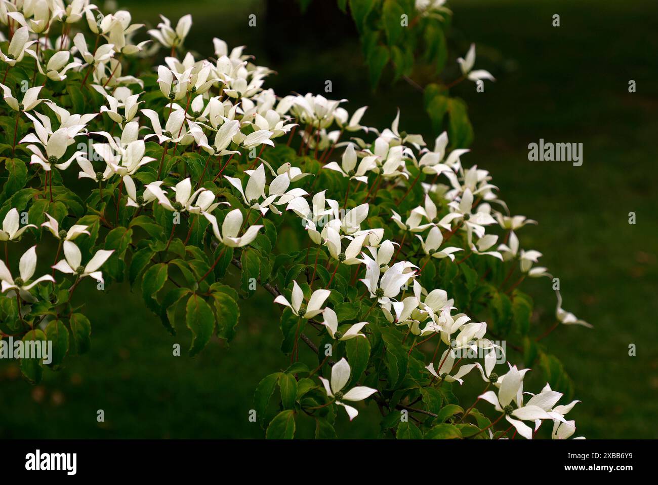 Closeup of the small white flowers of the early summer flowering perennial small dog wood tree ...
