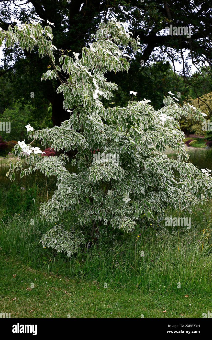 Closeup of the green and cream white variegated leaves of the low ...