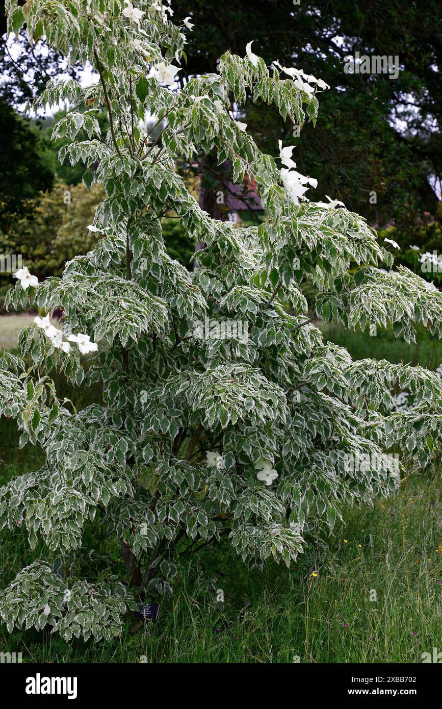 Closeup of the green and cream white variegated leaves of the low ...