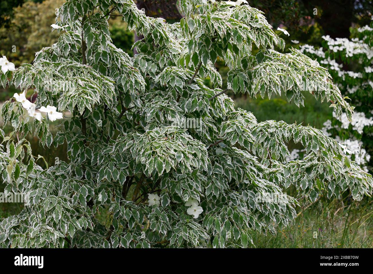 Closeup of the green and cream white variegated leaves of the low ...