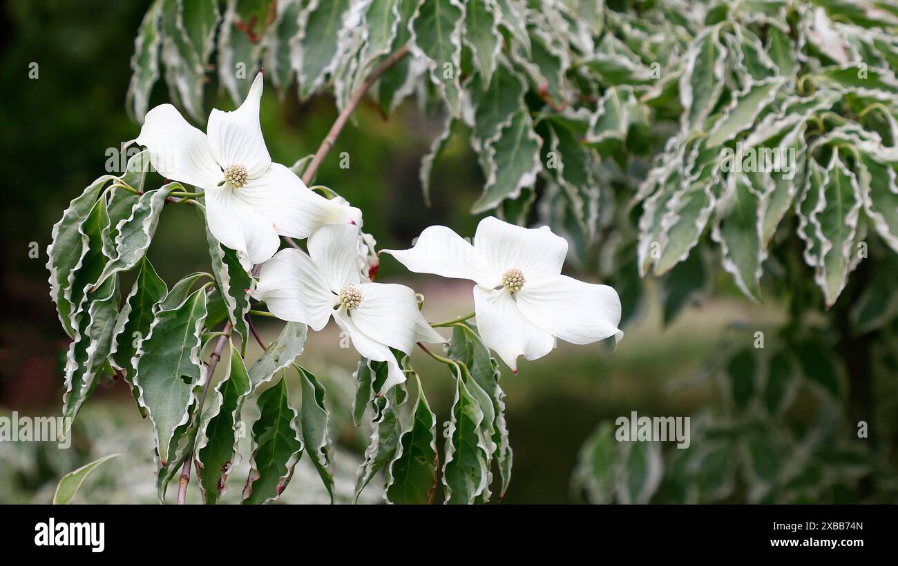 Closeup of the green and cream white variegated leaves of the low ...