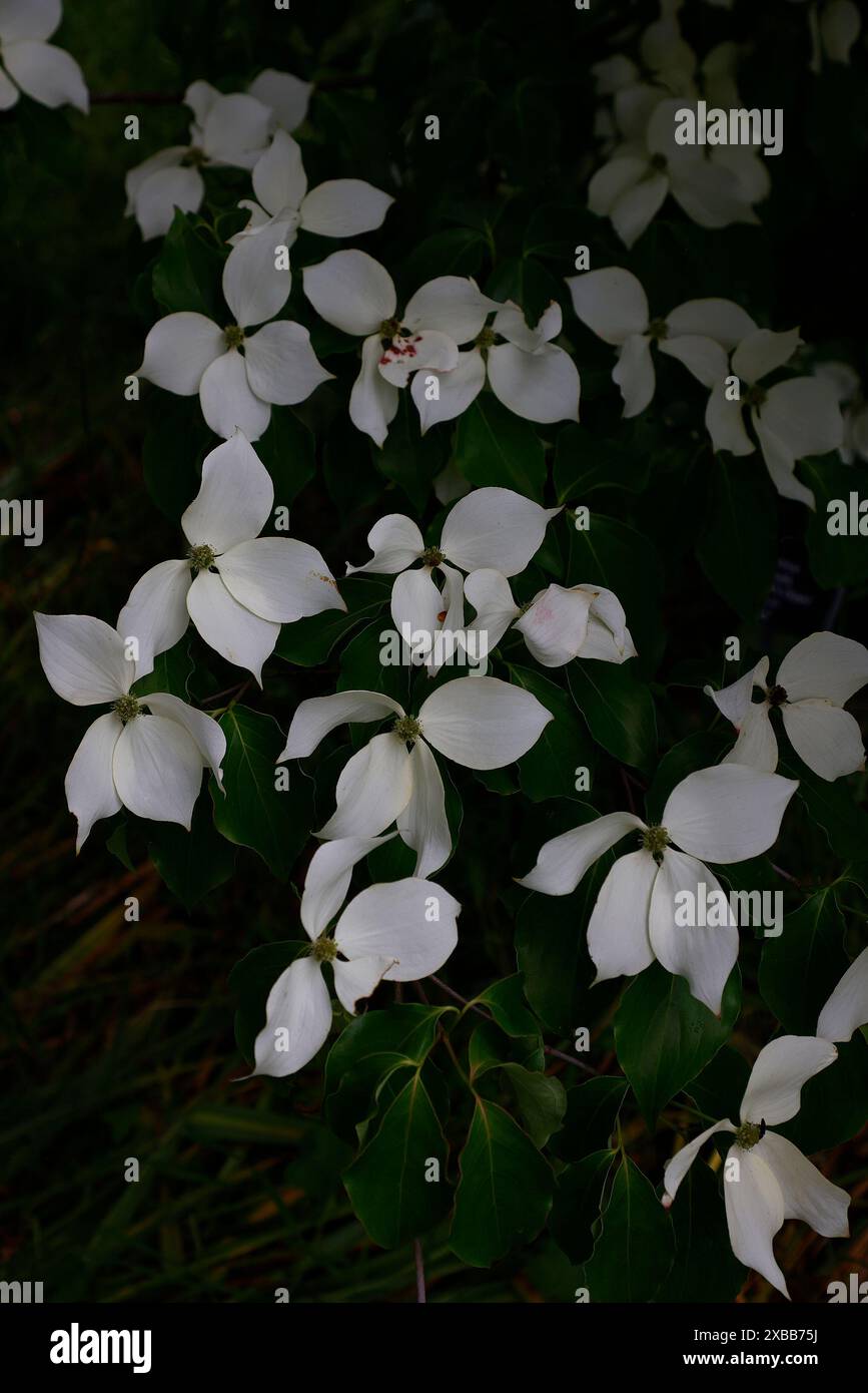 Cornus kousa bultincks giant hi-res stock photography and images - Alamy