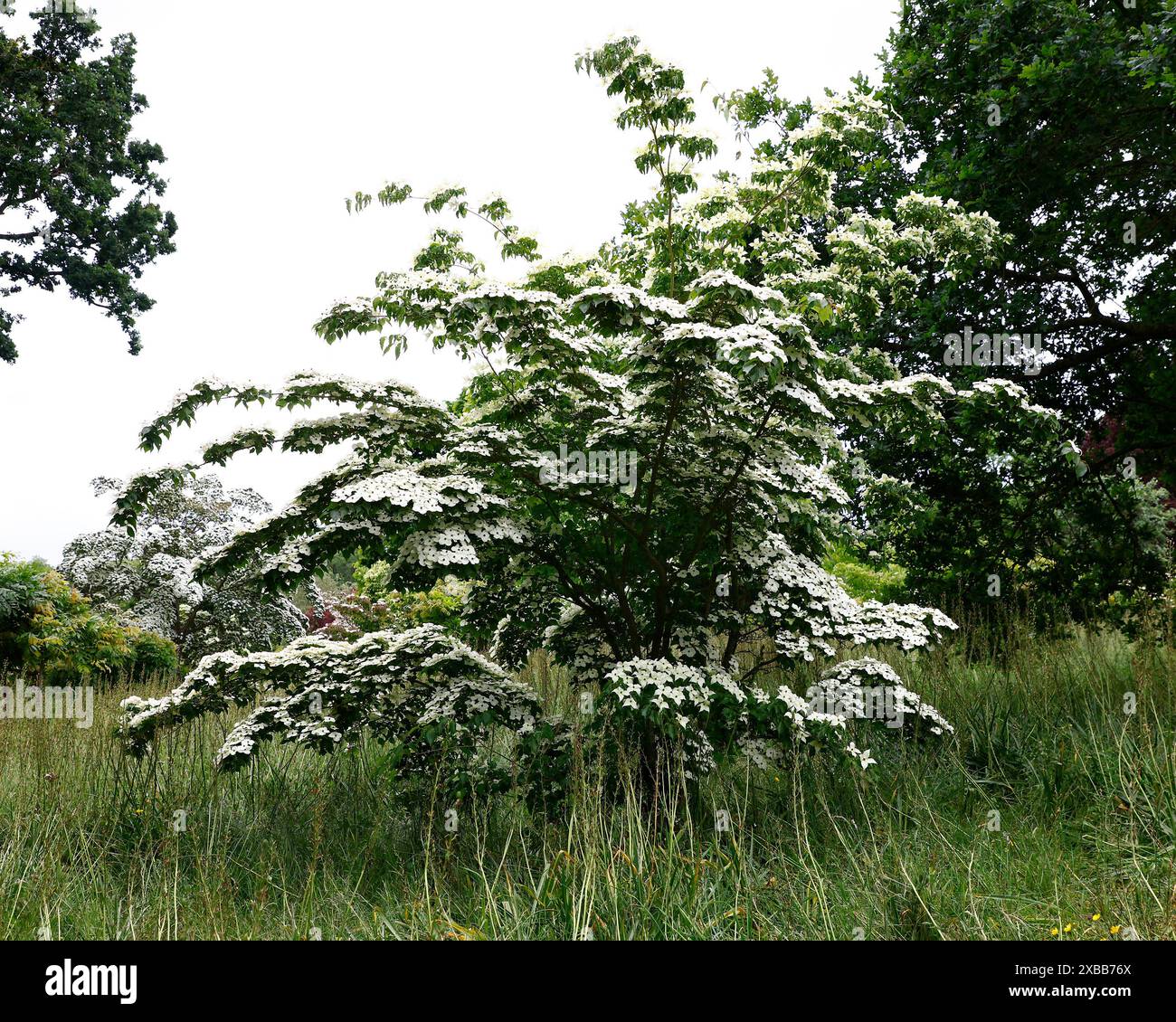Closeup of the creamy white star-shaped flowers of the early summer ...