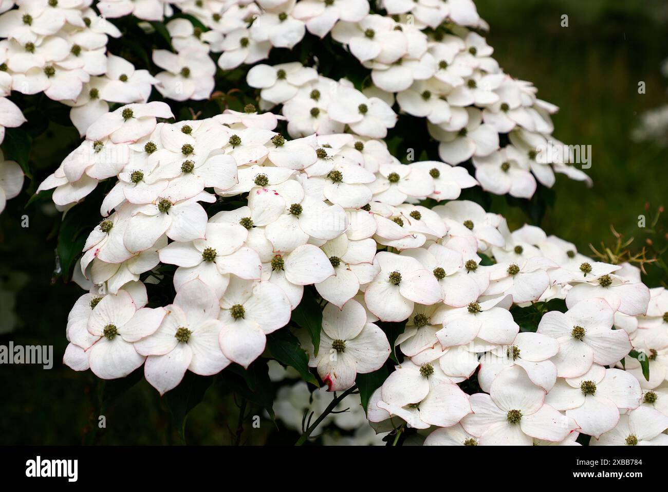 Closeup of the creamy white star-shaped flowers of the early summer ...