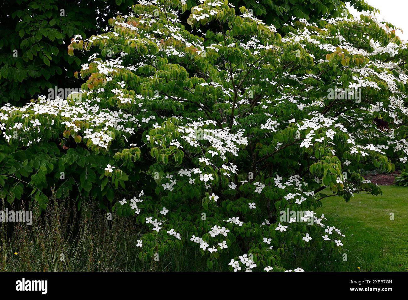 Closeup of the white flowers of the summer flowering small garden ...