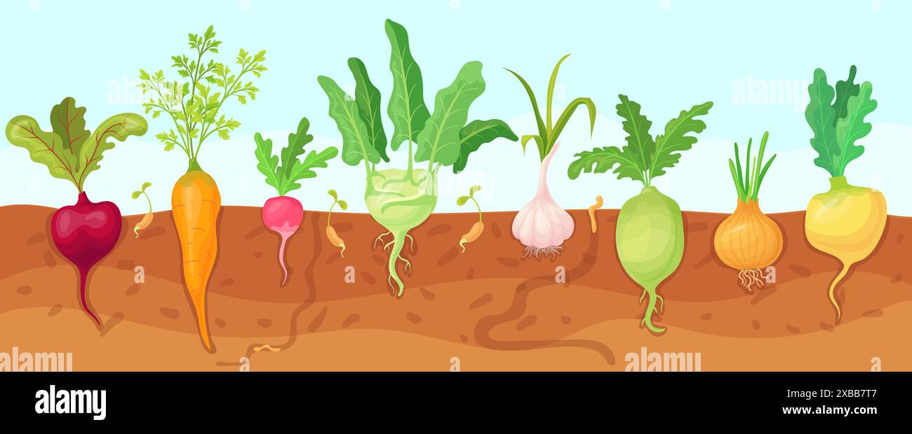 Root vegetables in ground. Garden planted vegetable soil border, spring ...