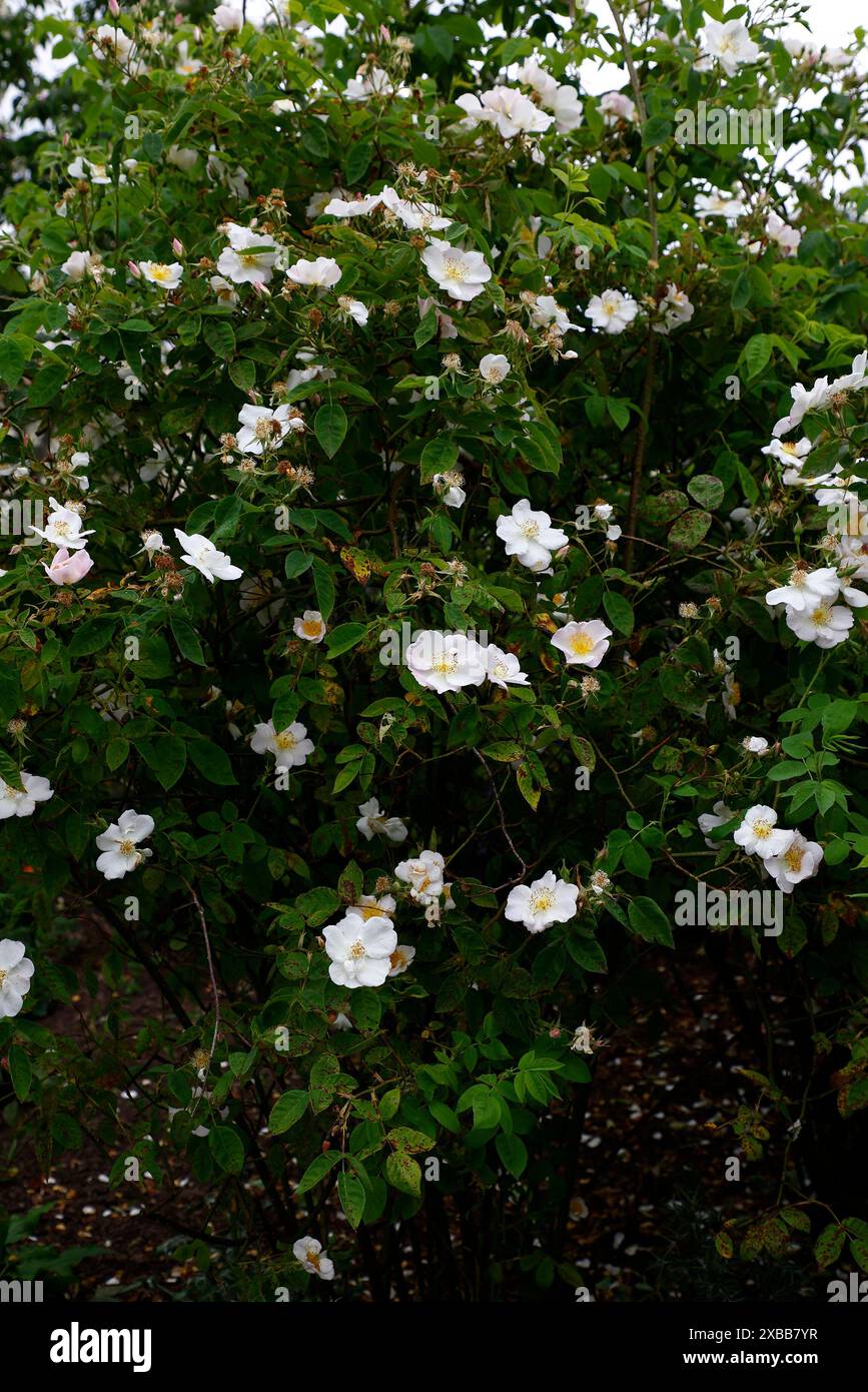 Closeup of the white single flowers of the vigorous summer flowering ...