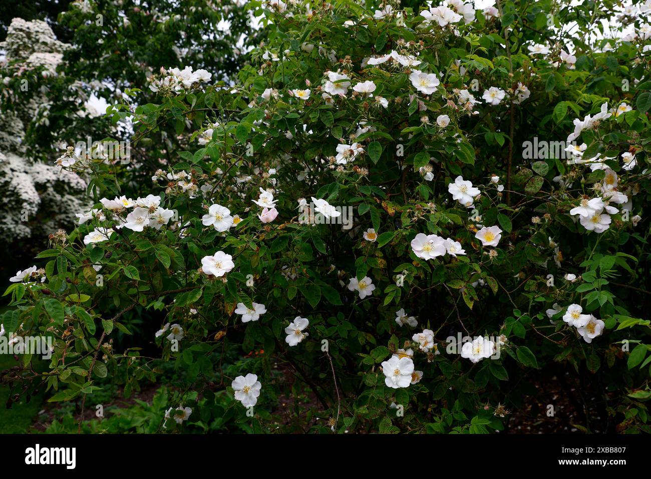 Tall upright shrub rose hi-res stock photography and images - Alamy