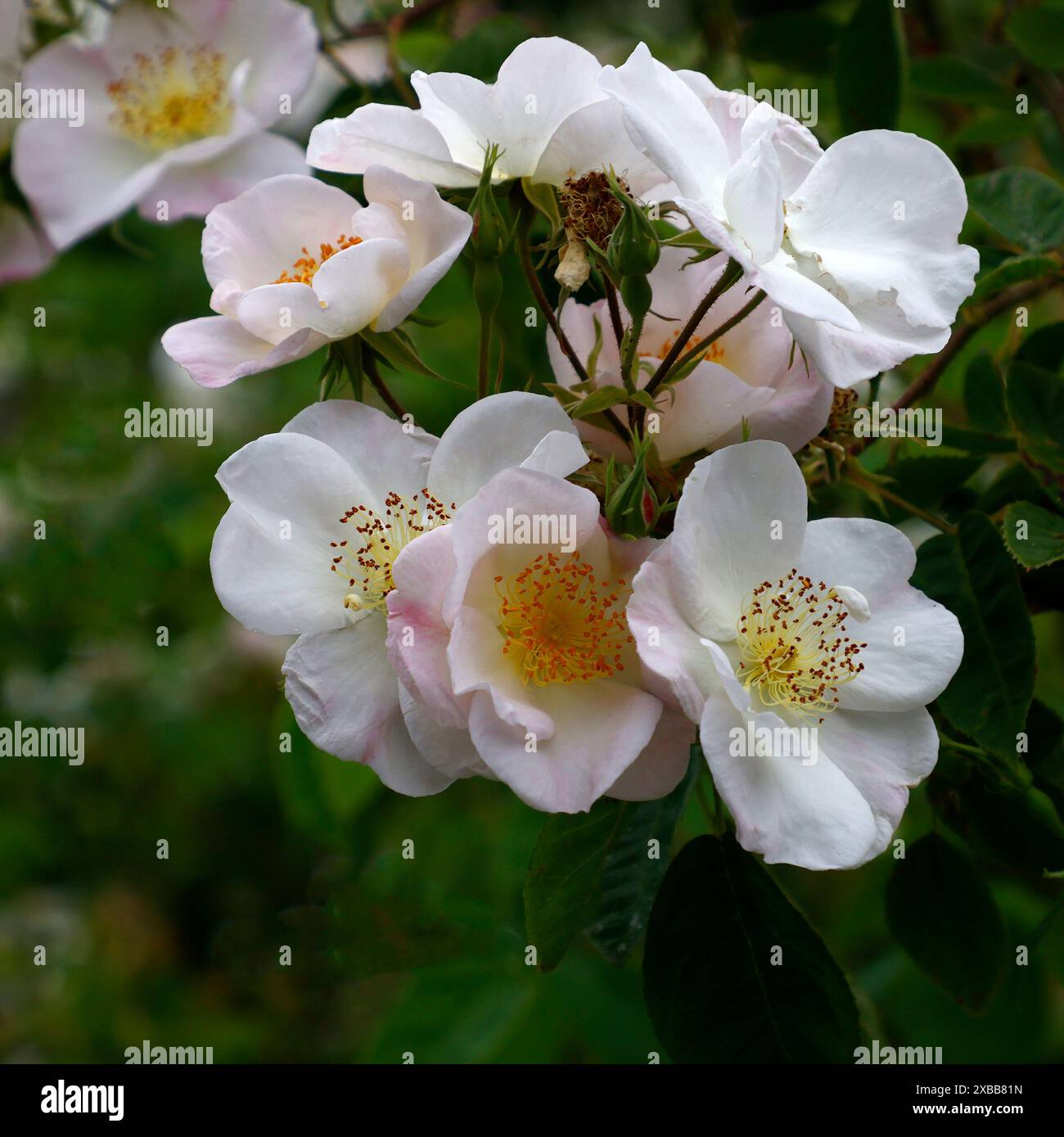Closeup of the white single flowers of the vigorous summer flowering ...