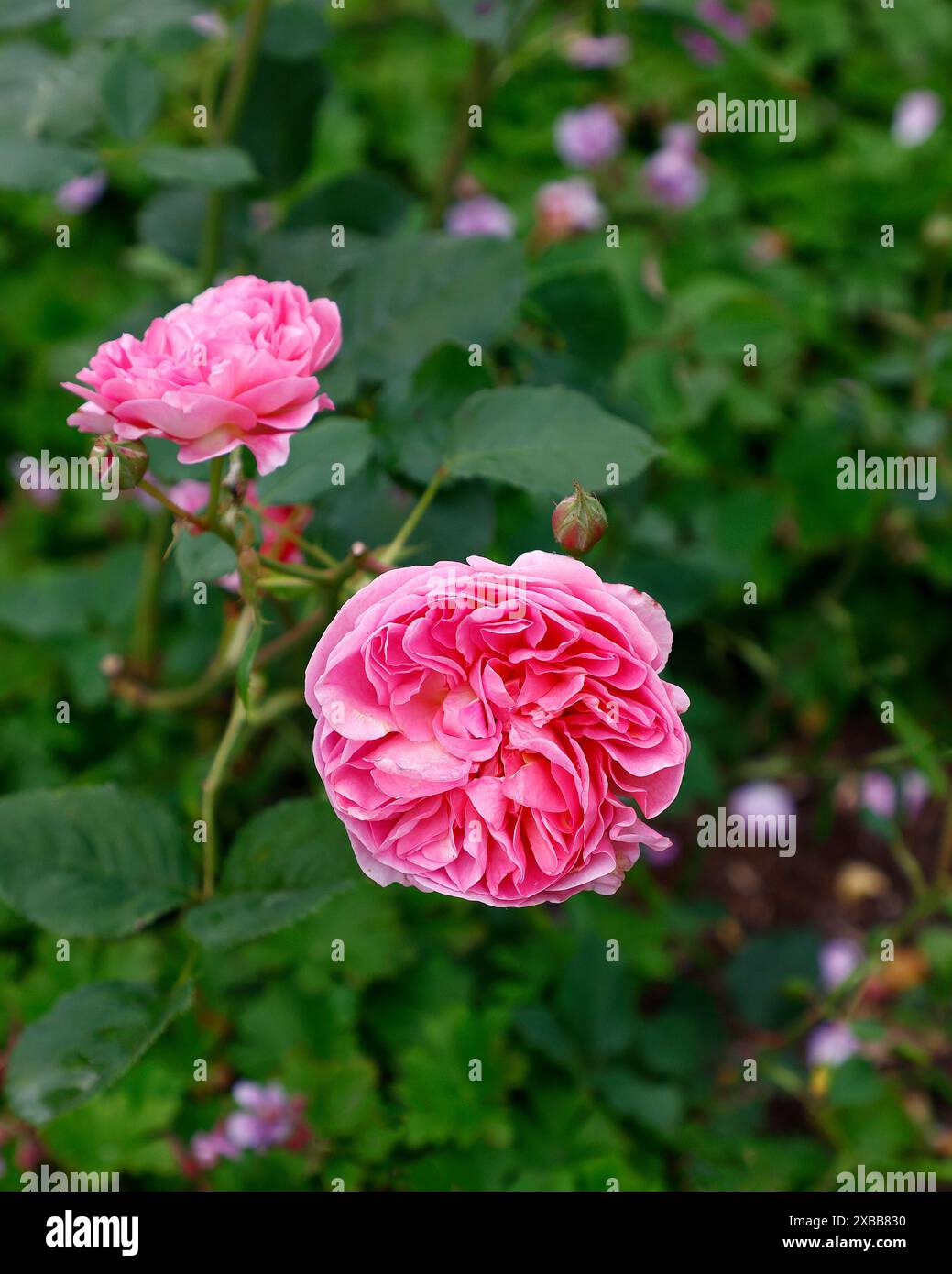 Closeup of the pink flower of the summer flowering David Austin English ...