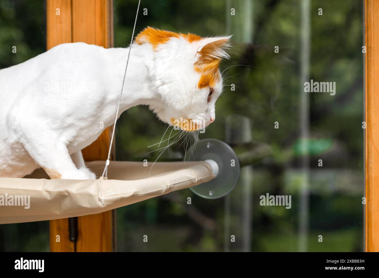 trimmed cat sits in a hanging bed. hanging cat bed attached to window ...