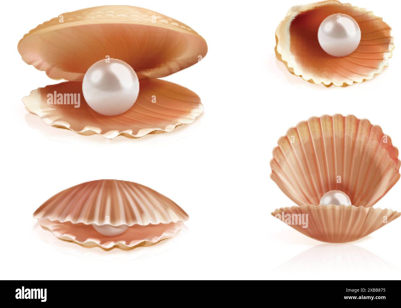 Realistic pearl shell. 3d oysters shells closeup, opened closed oyster ...