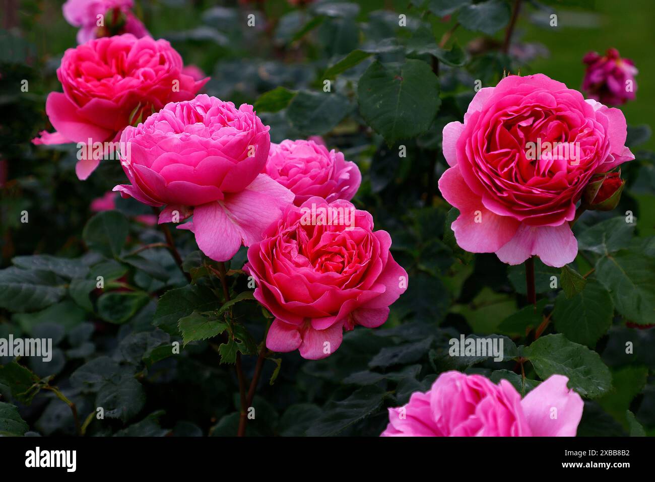Closeup of the pink flower of the summer flowering English hybrid rose ...