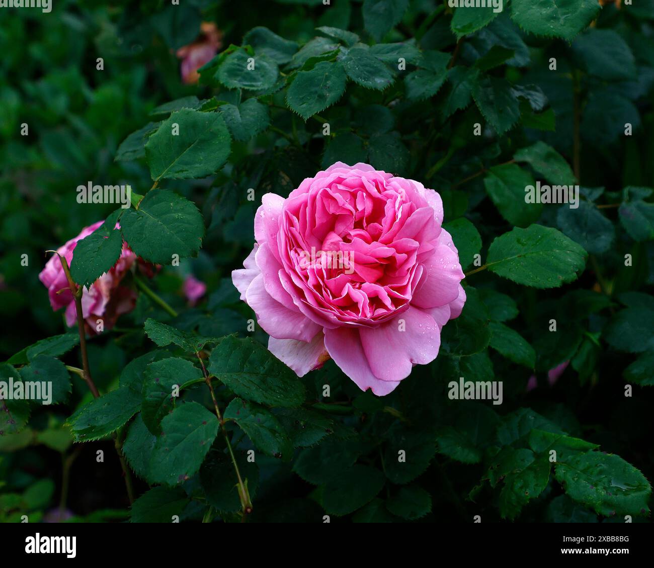 Closeup of the pink flower of the summer flowering English hybrid rose ...