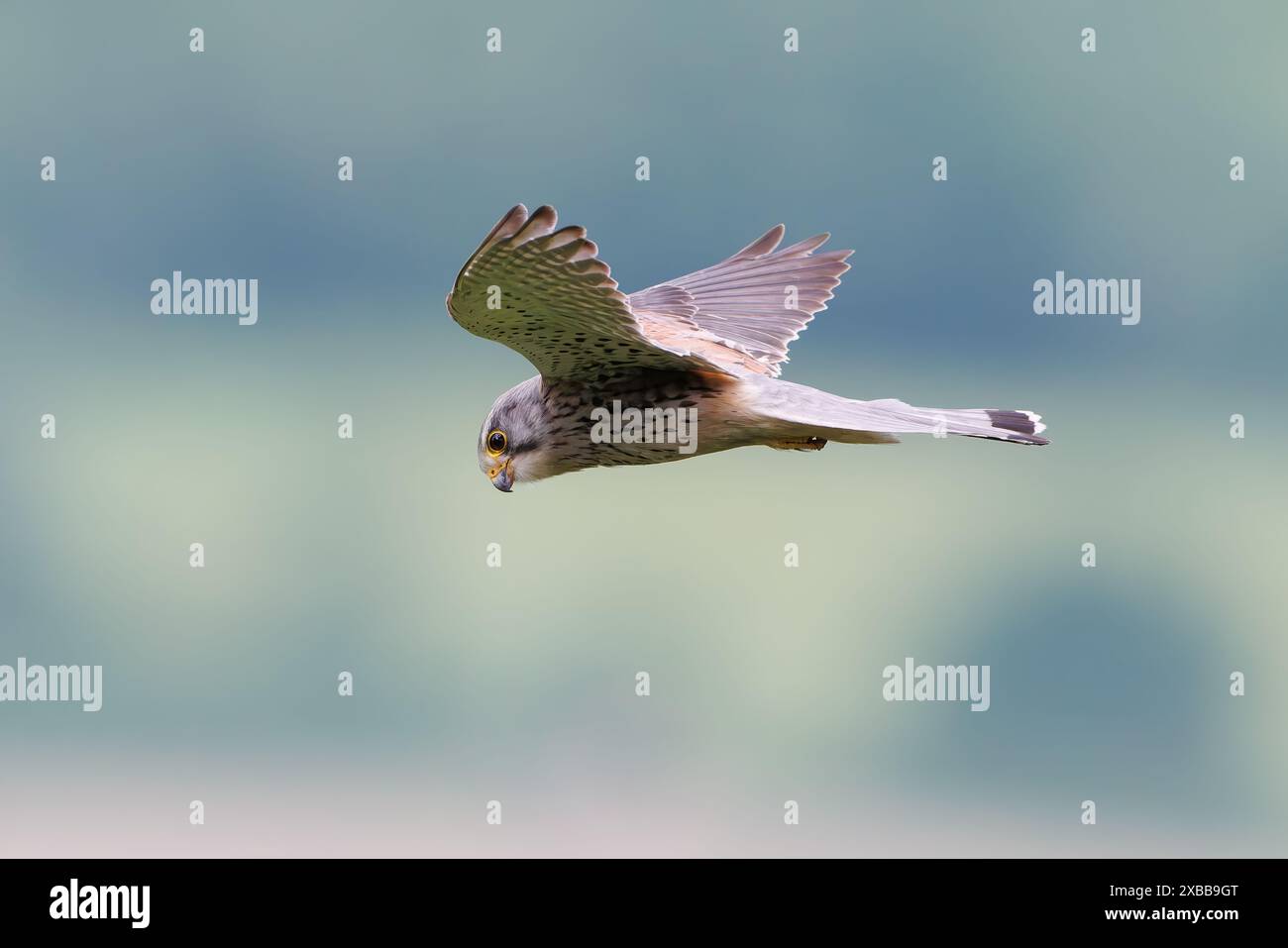 Common birds of prey hi-res stock photography and images - Alamy