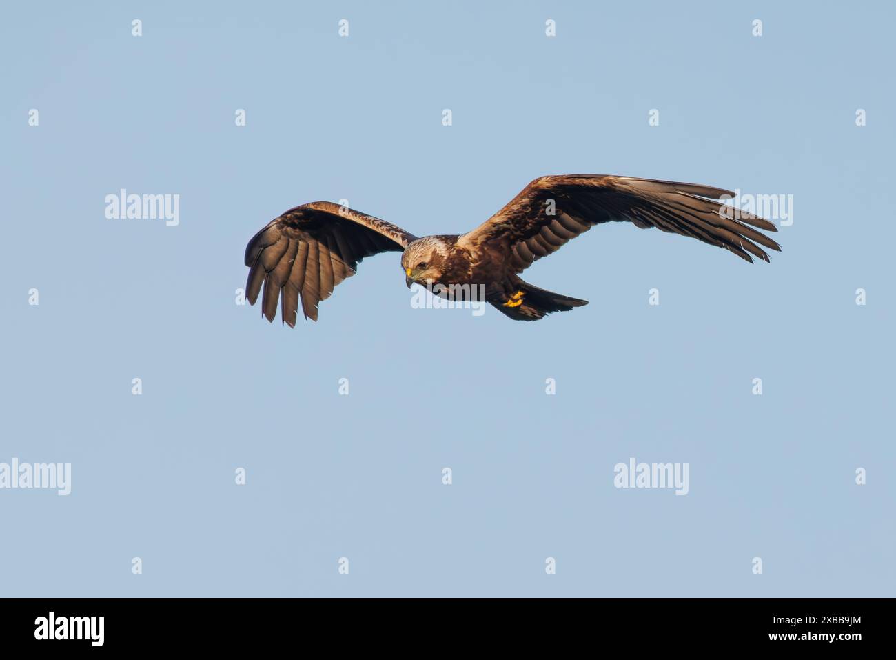 Uk birds of prey in flight hi-res stock photography and images - Alamy