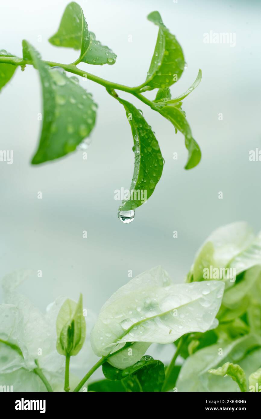 Rain drops falling off leaves hi-res stock photography and images - Alamy