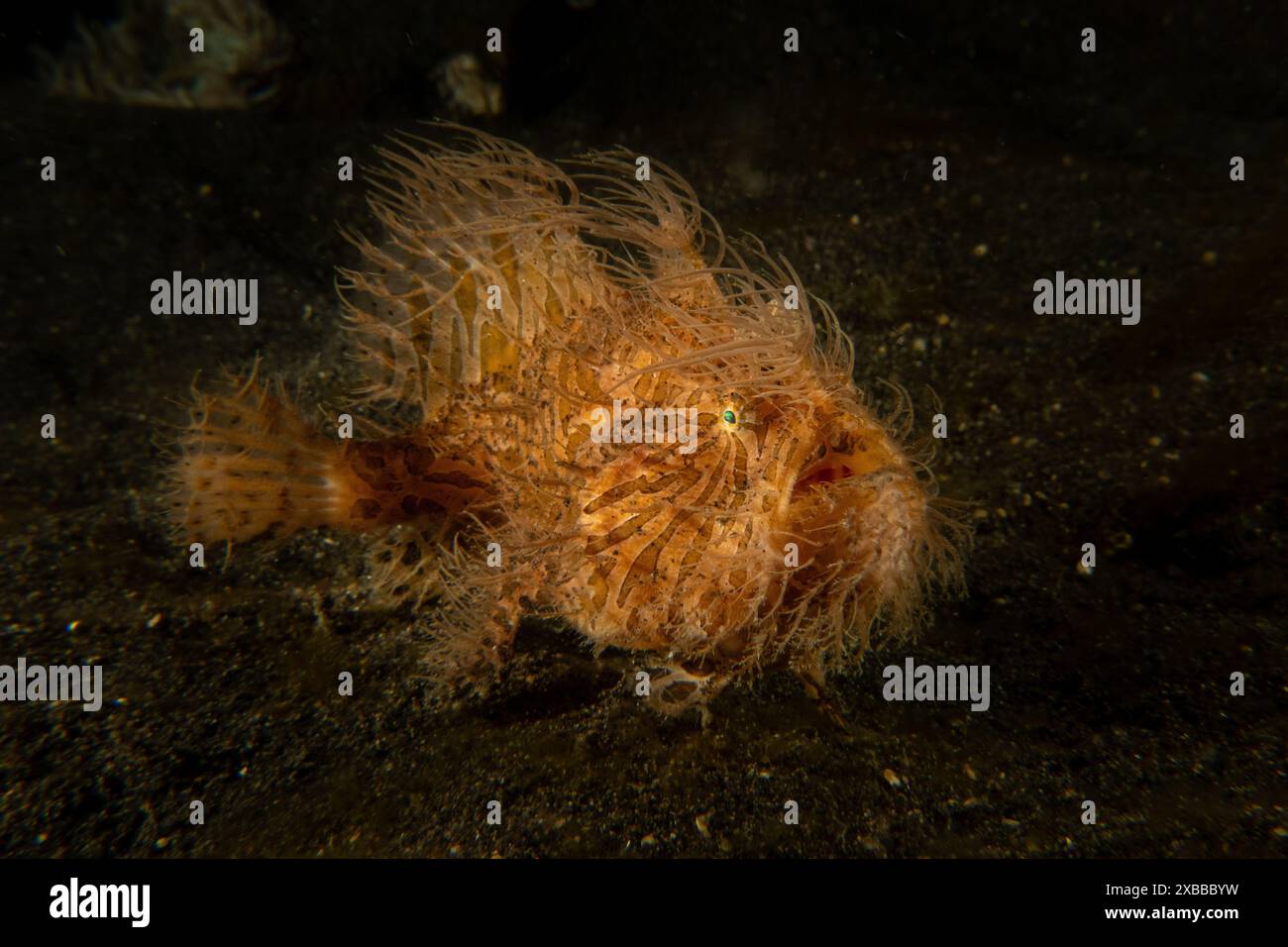 Underwater close-up of a hairy frogfish in a dark marine environment in ...
