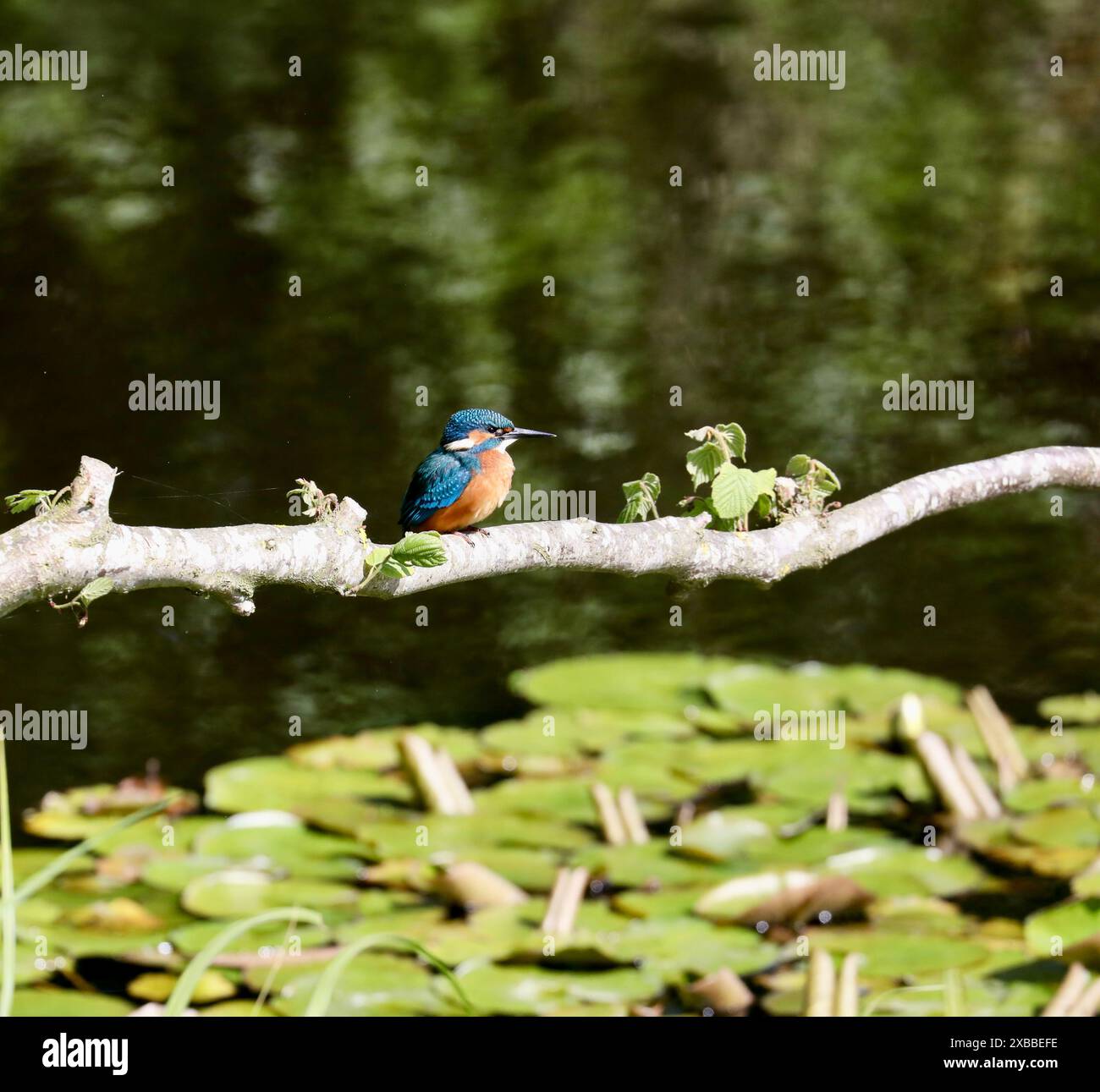 Alcedo plant hi-res stock photography and images - Alamy