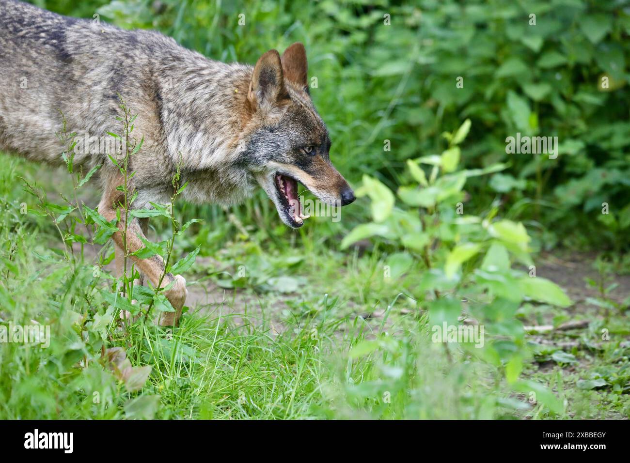 Iberian Wolf (Canis lupus signatus Stock Photo - Alamy