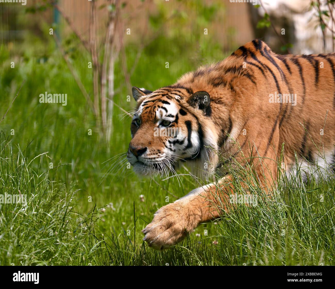 Tiger hunting prey hi-res stock photography and images - Alamy
