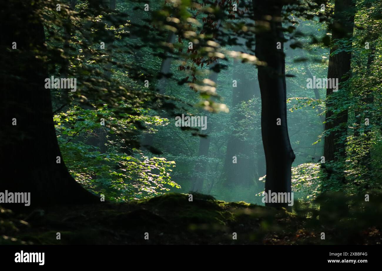 spooky forest landscape with trees and fog and sunlight Stock Photo - Alamy