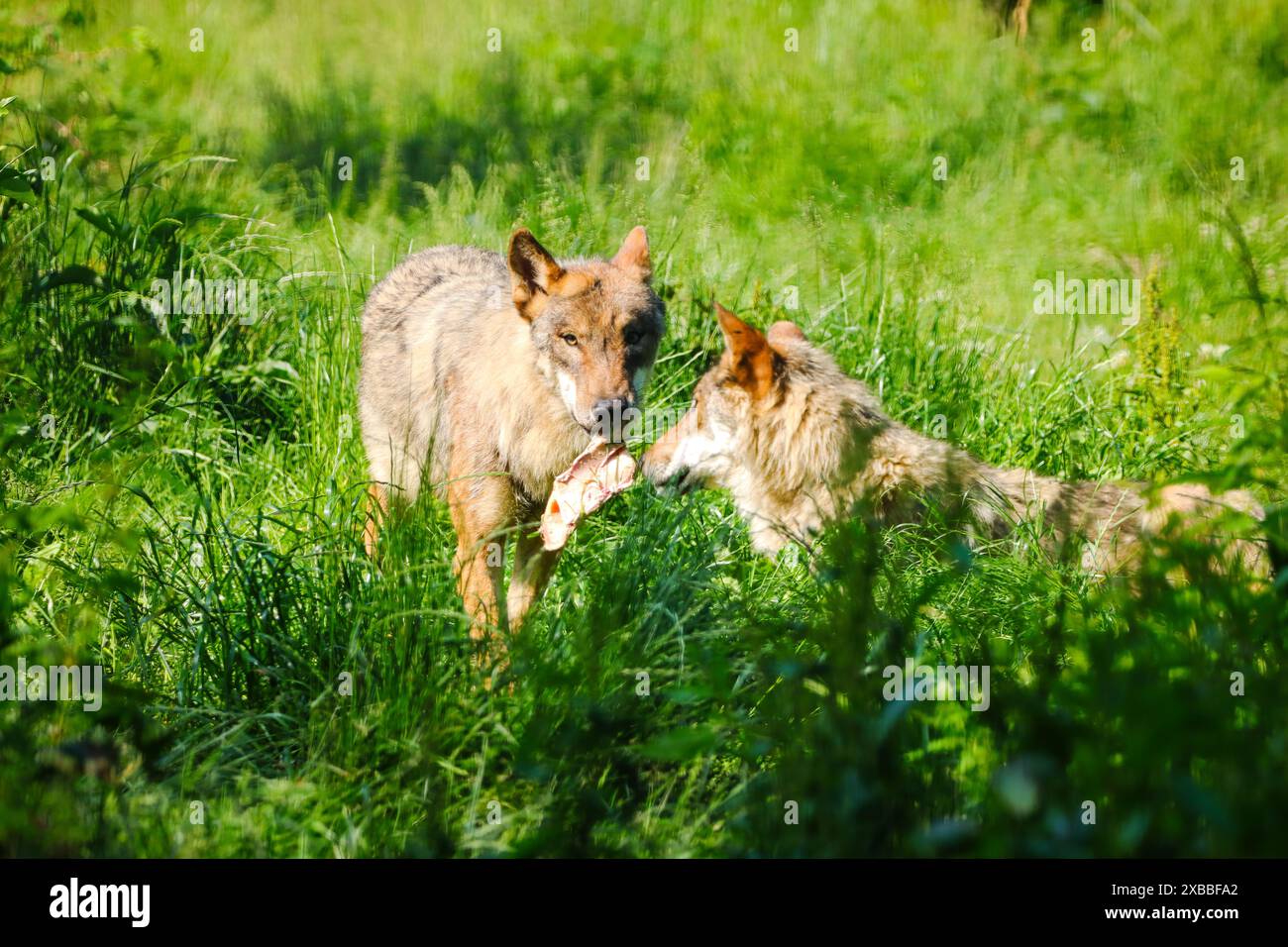 grey wolf in green grass Stock Photo - Alamy