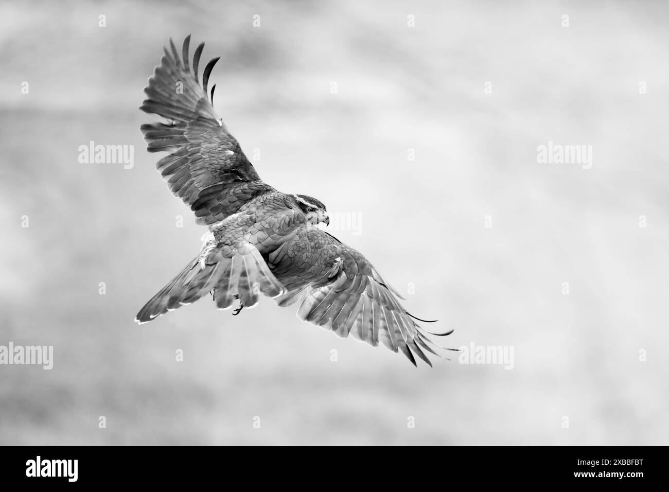 A grayscale image showcases the elegant flight of a Northern Goshawk ...