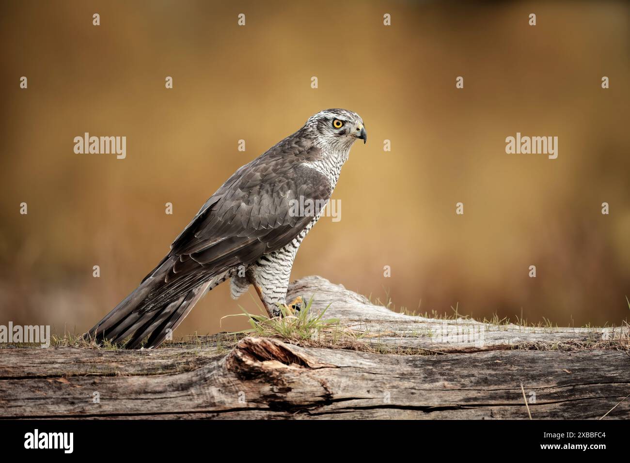 A majestic Northern Goshawk perches regally on a tree log in its ...