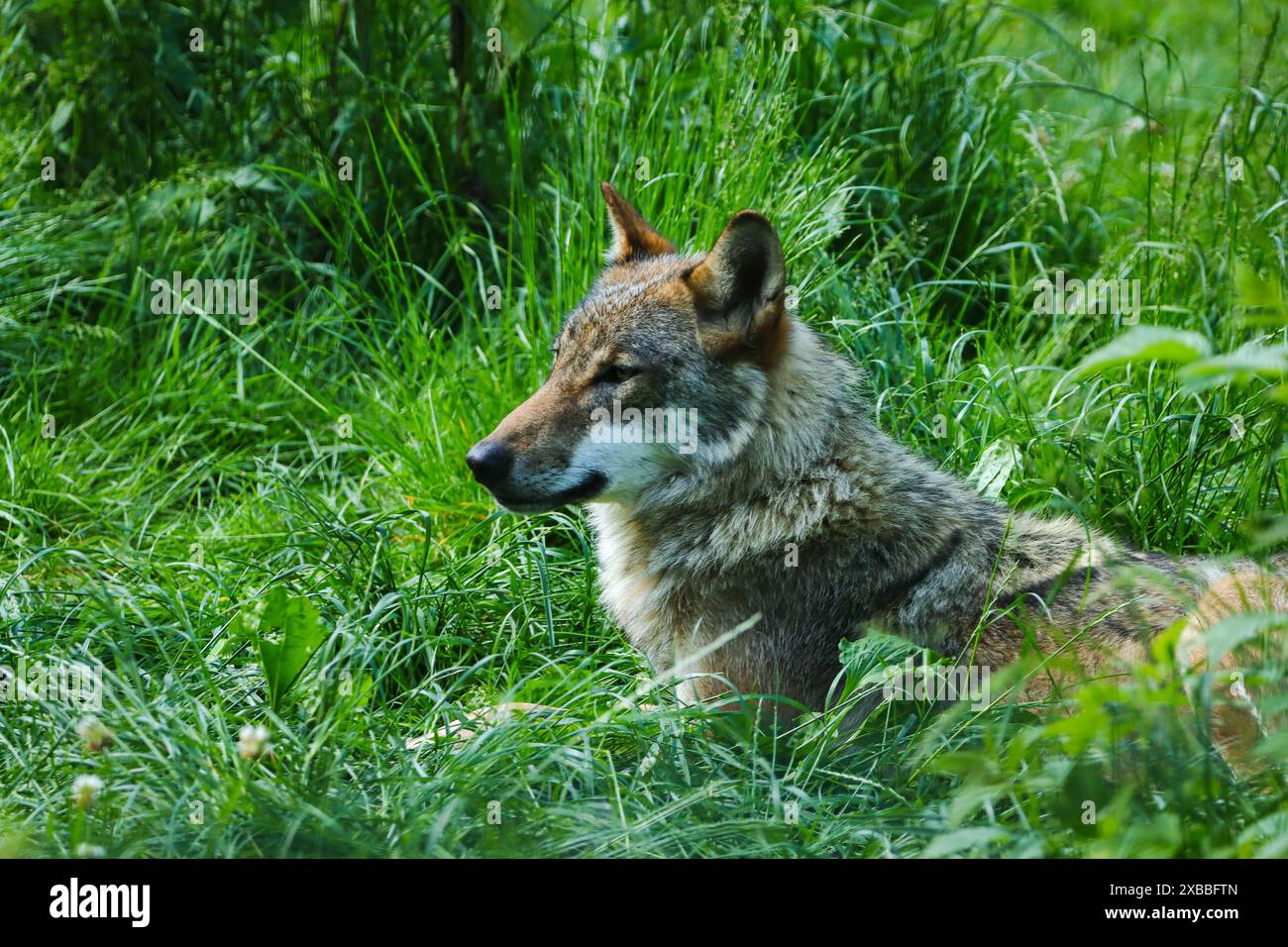 grey wolf in green grass Stock Photo - Alamy