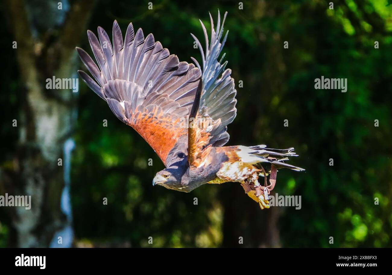 bird of prey in flight Stock Photo - Alamy