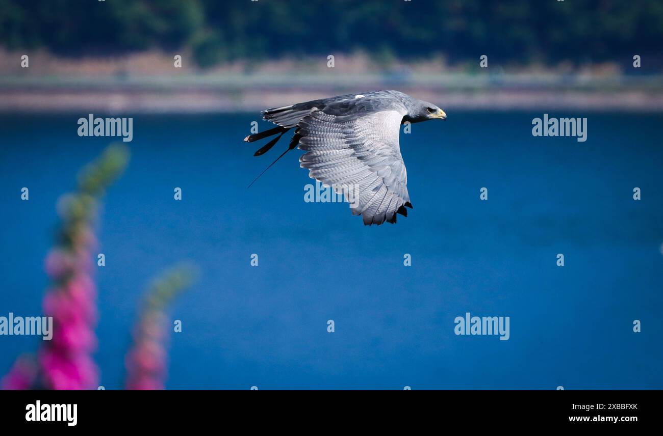 blue buzzard in free flight Stock Photo - Alamy
