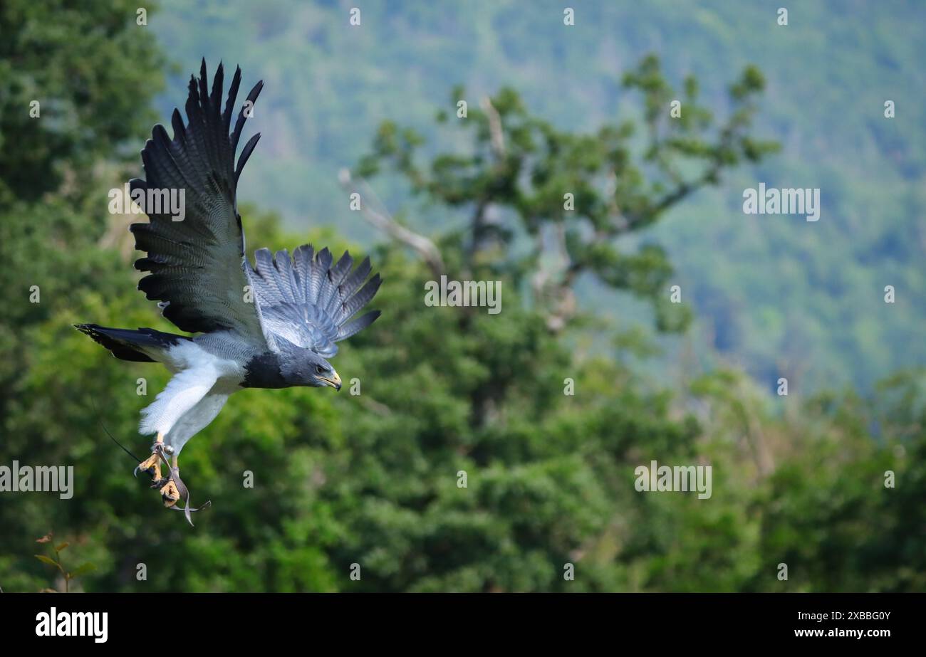 blue buzzard in free flight Stock Photo - Alamy