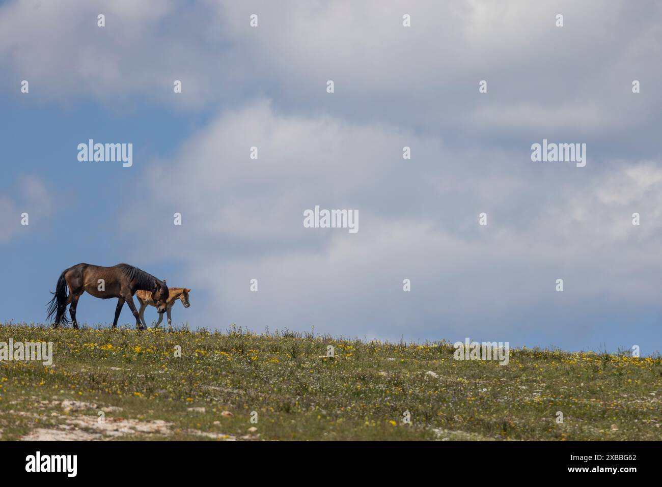 Wild horse Mare and Foal in Summer in the Pryor Mountians Montana Stock ...
