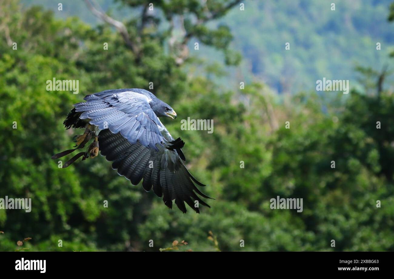 blue buzzard in free flight Stock Photo - Alamy