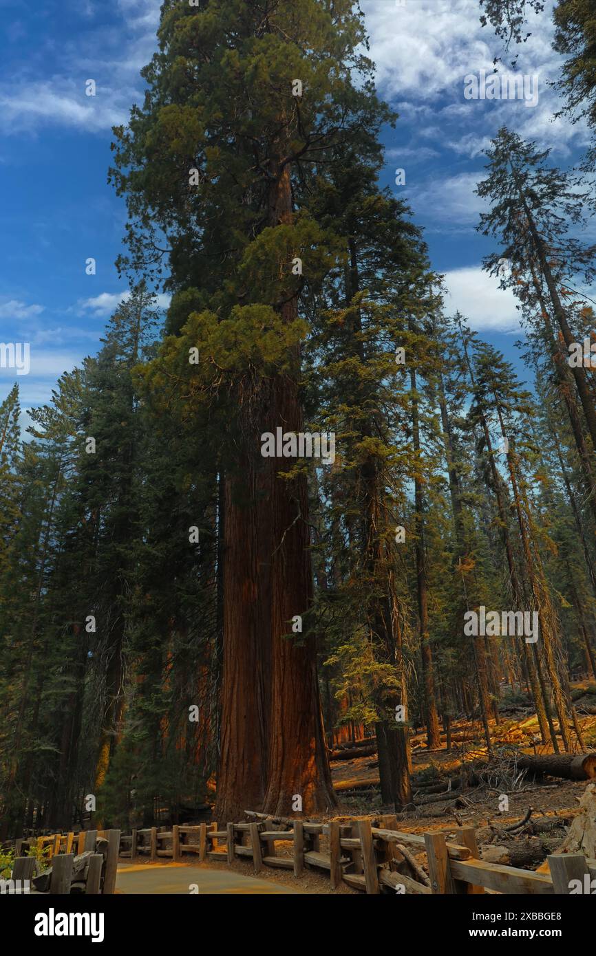 Towering Redwood trees along the Sherman Trail in Sequoia National Park ...