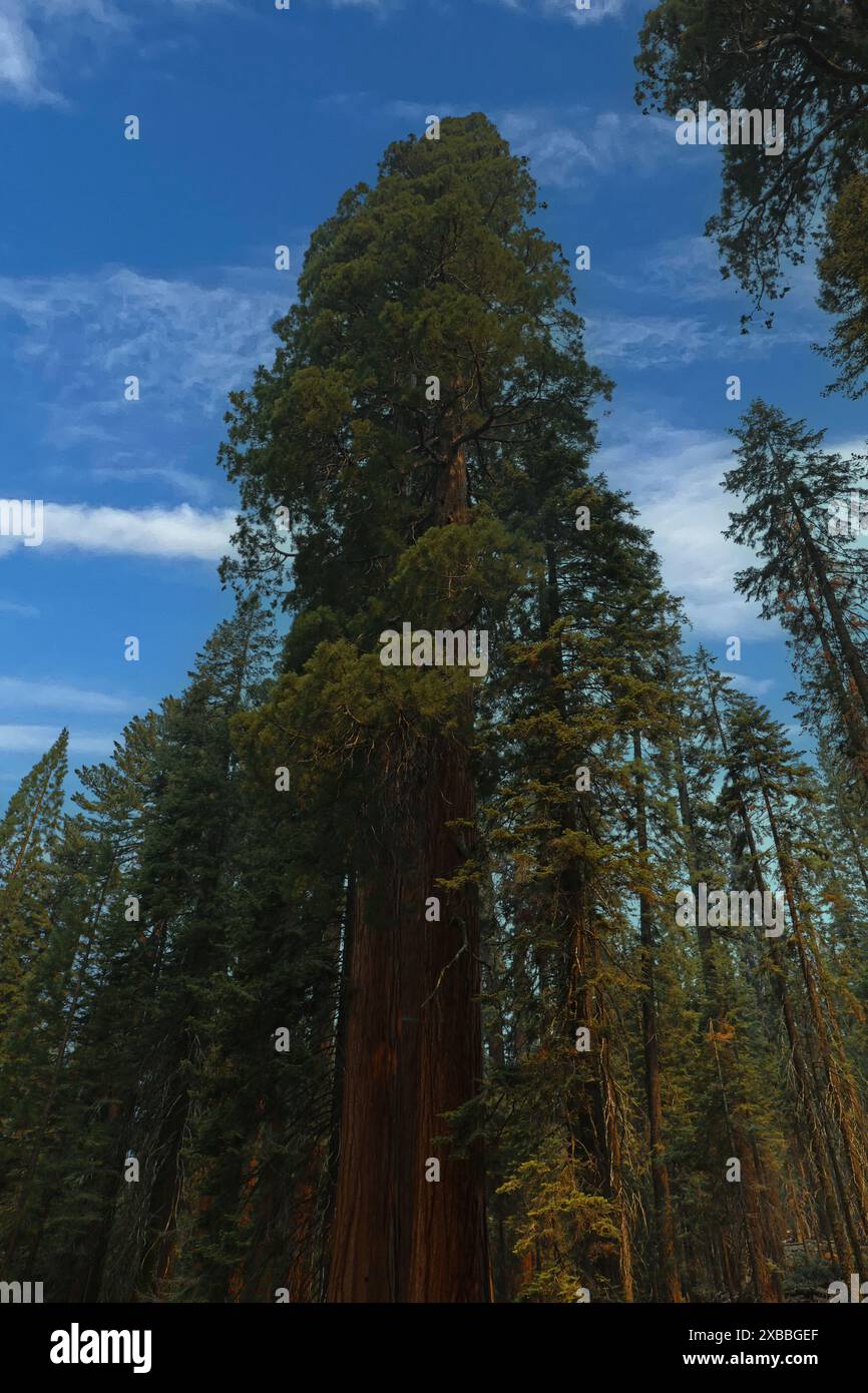 Looking up at towering Redwood trees along the Sherman Trail in Sequoia ...