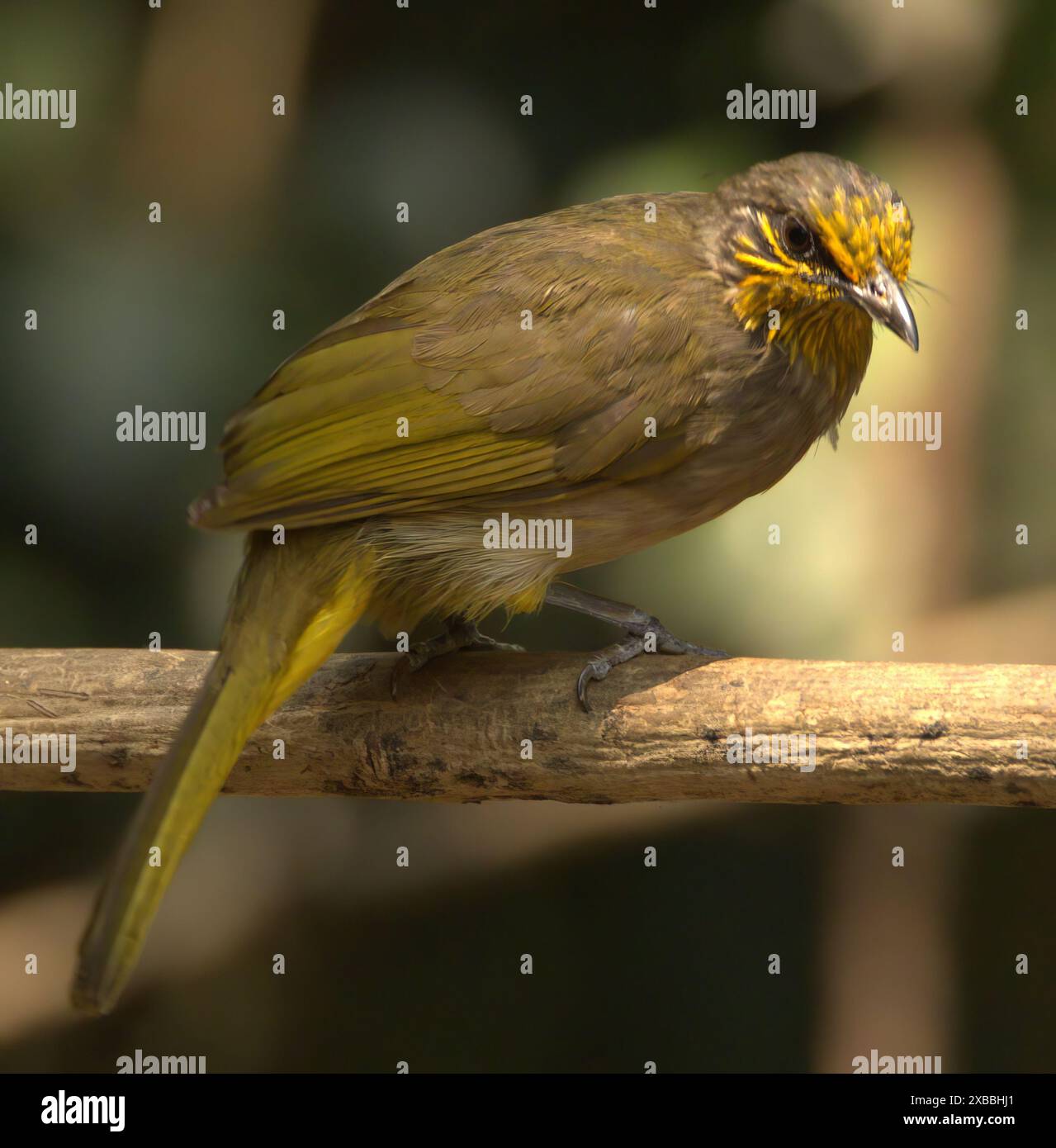 A Stripe-throated Bulbul streaked spiderhunter bird perched on a branch ...