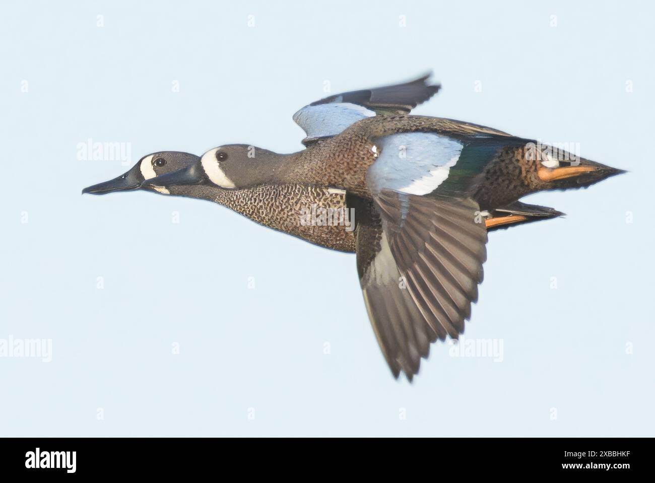 Two blue-winged teal ducks in flight against a clear sky Stock Photo ...