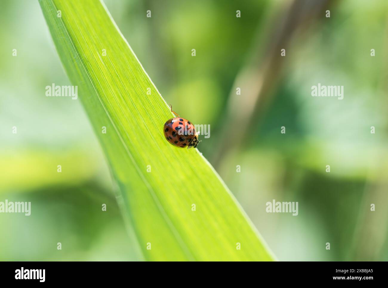 10 spot ladybird hi-res stock photography and images - Alamy