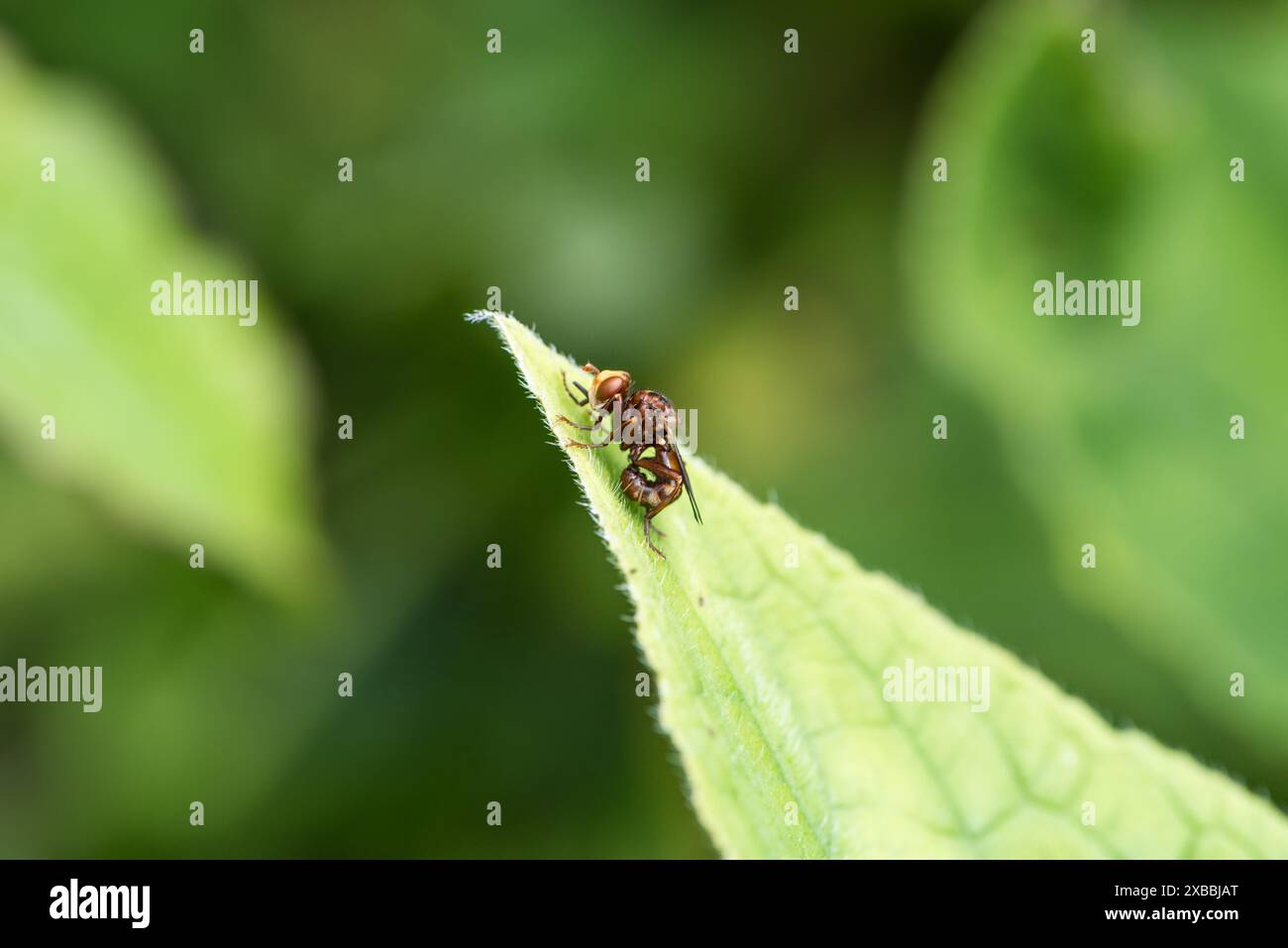 Resting Conopid Fly (Sicus ferrugineus) in Richmond Park, Surrey Stock ...