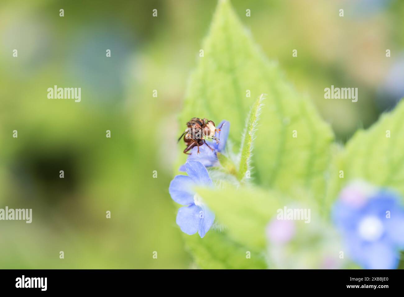 Resting Conopid Fly (Sicus ferrugineus) in Richmond Park, Surrey Stock ...