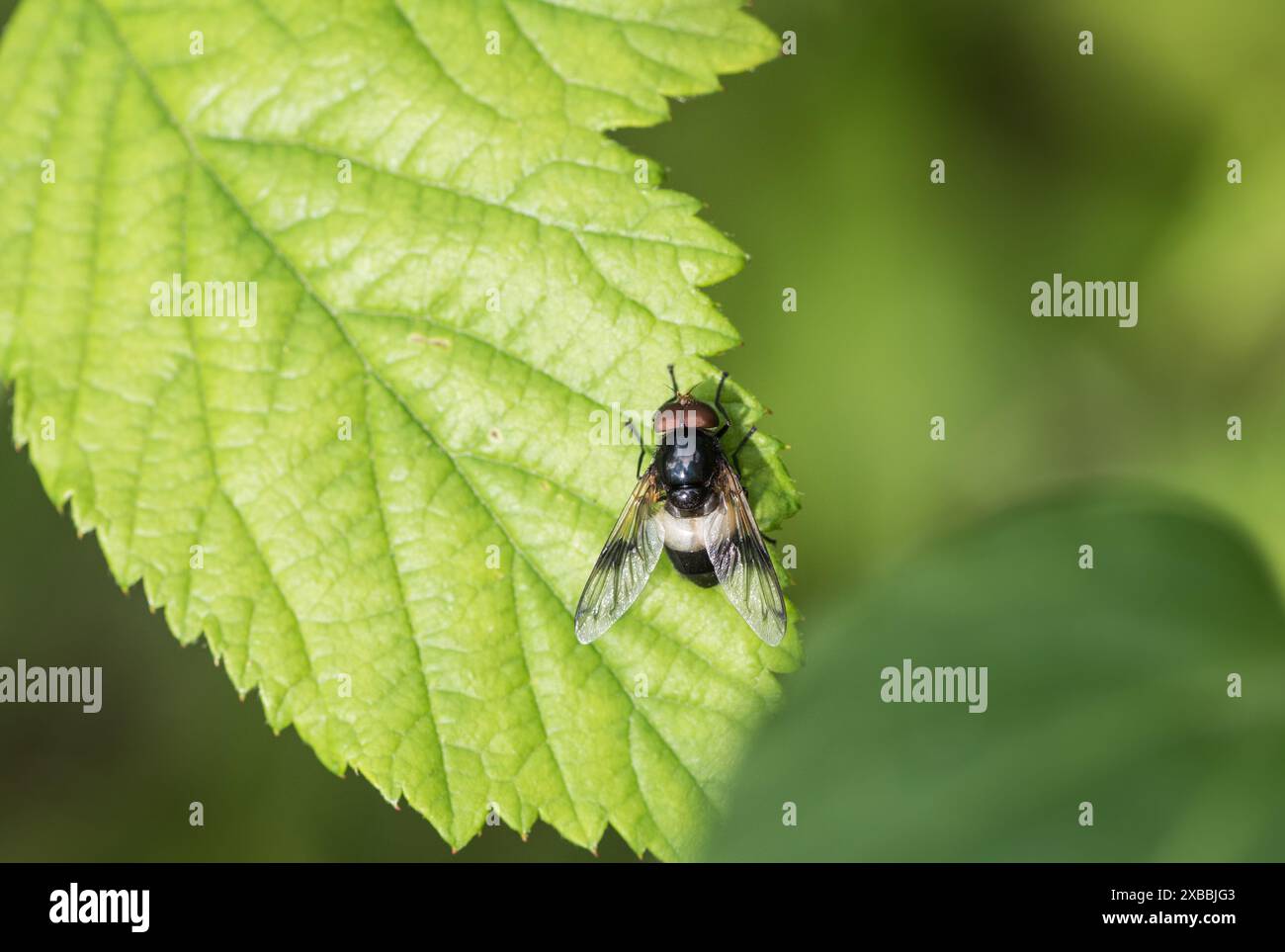 Volucella pellucans hi-res stock photography and images - Alamy