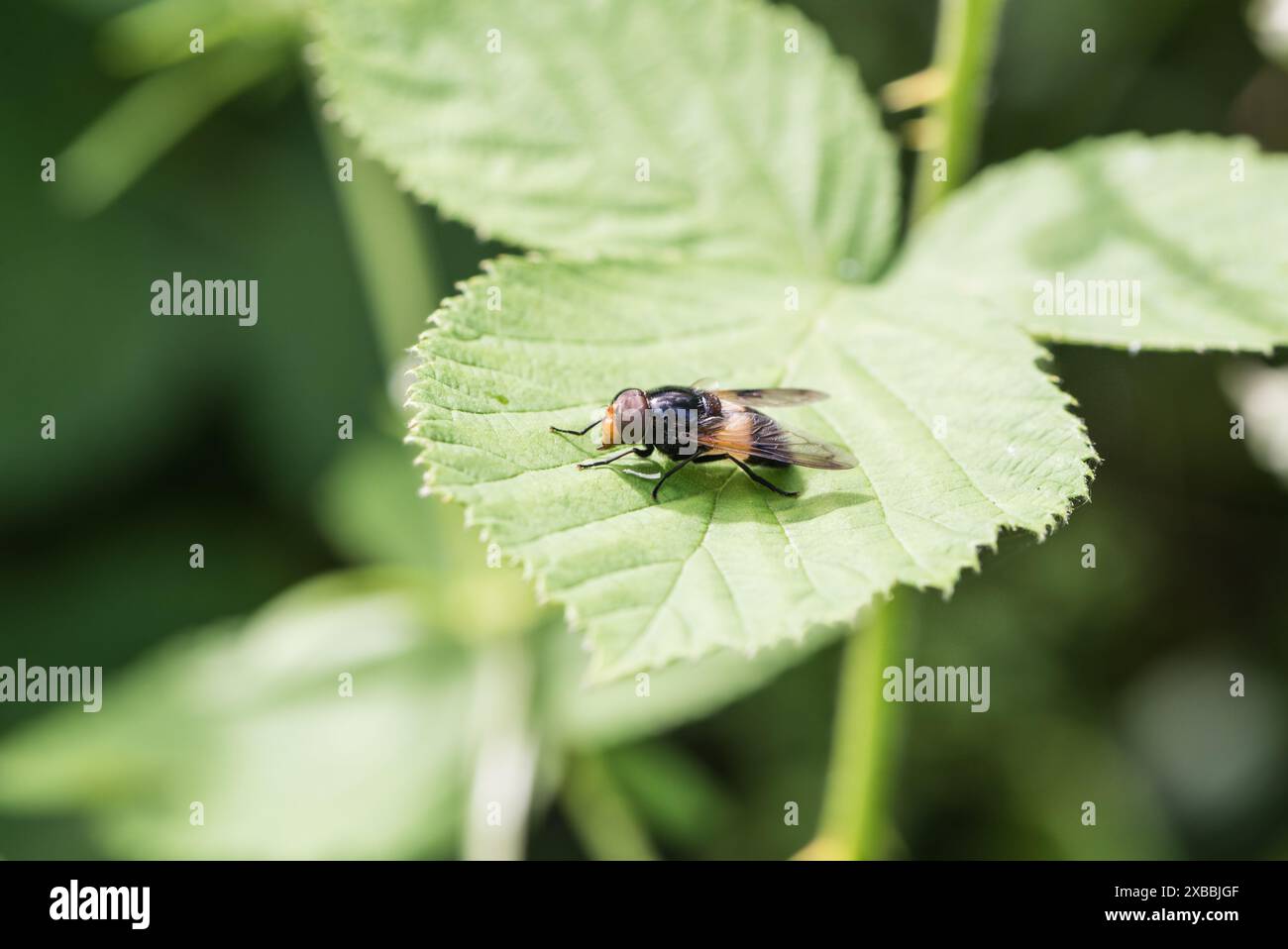 Volucella pellucans hi-res stock photography and images - Alamy