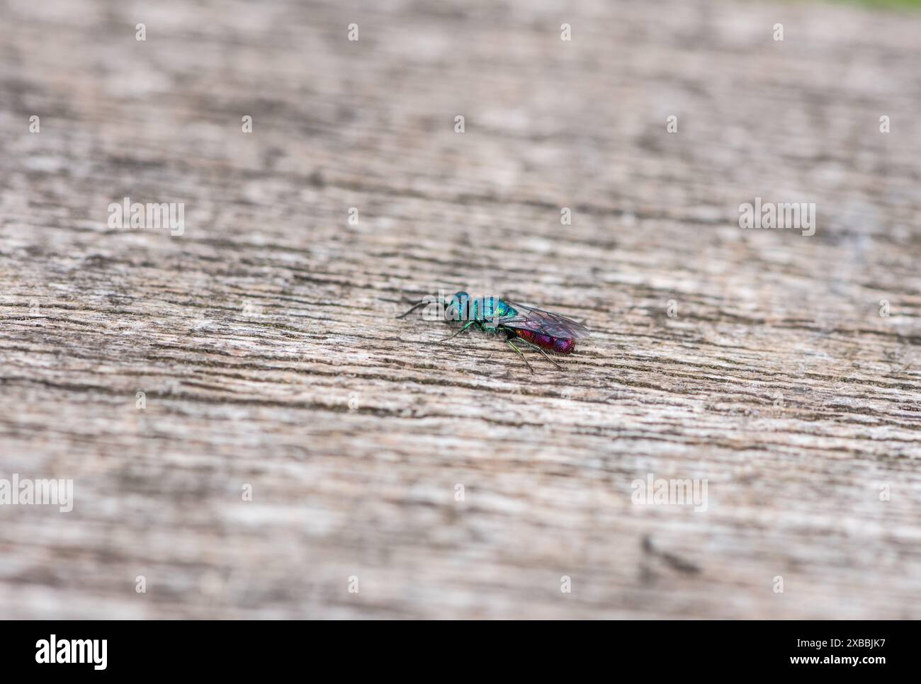 Resting Ruby-tailed Wasp (Chrysis sp.) at Rye Meads, Herts Stock Photo ...