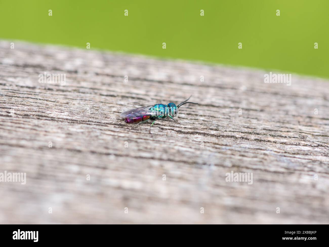 Resting Ruby-tailed Wasp (Chrysis sp.) at Rye Meads, Herts Stock Photo ...