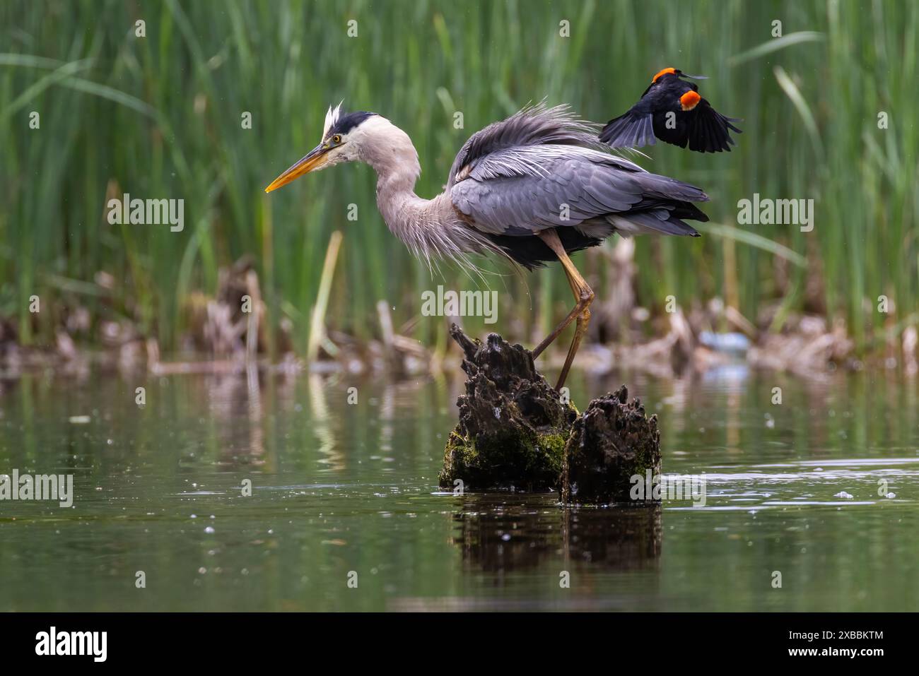 Red-winged Blackbird attacking Great Blue Heron Stock Photo - Alamy