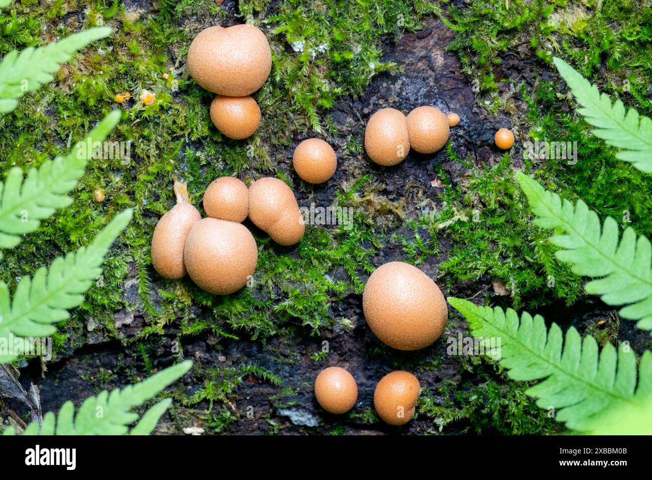 Lycogala epidendrum, commonly known as wolf's milk or groening's slime ...