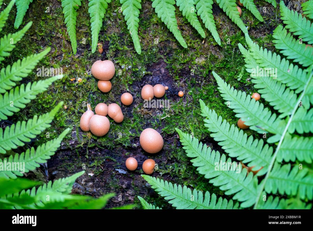 Lycogala epidendrum, commonly known as wolf's milk or groening's slime ...